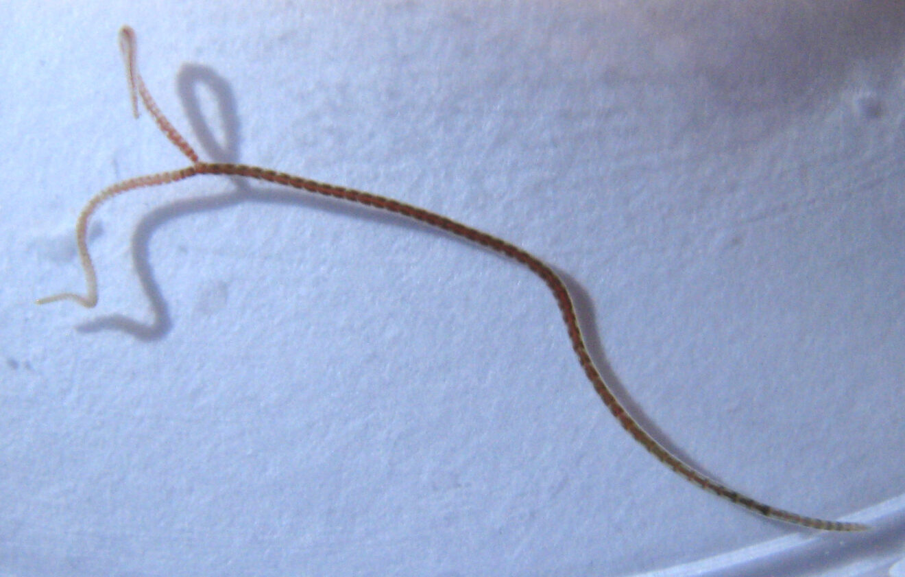 [STM]– Hermaphroditism in nature