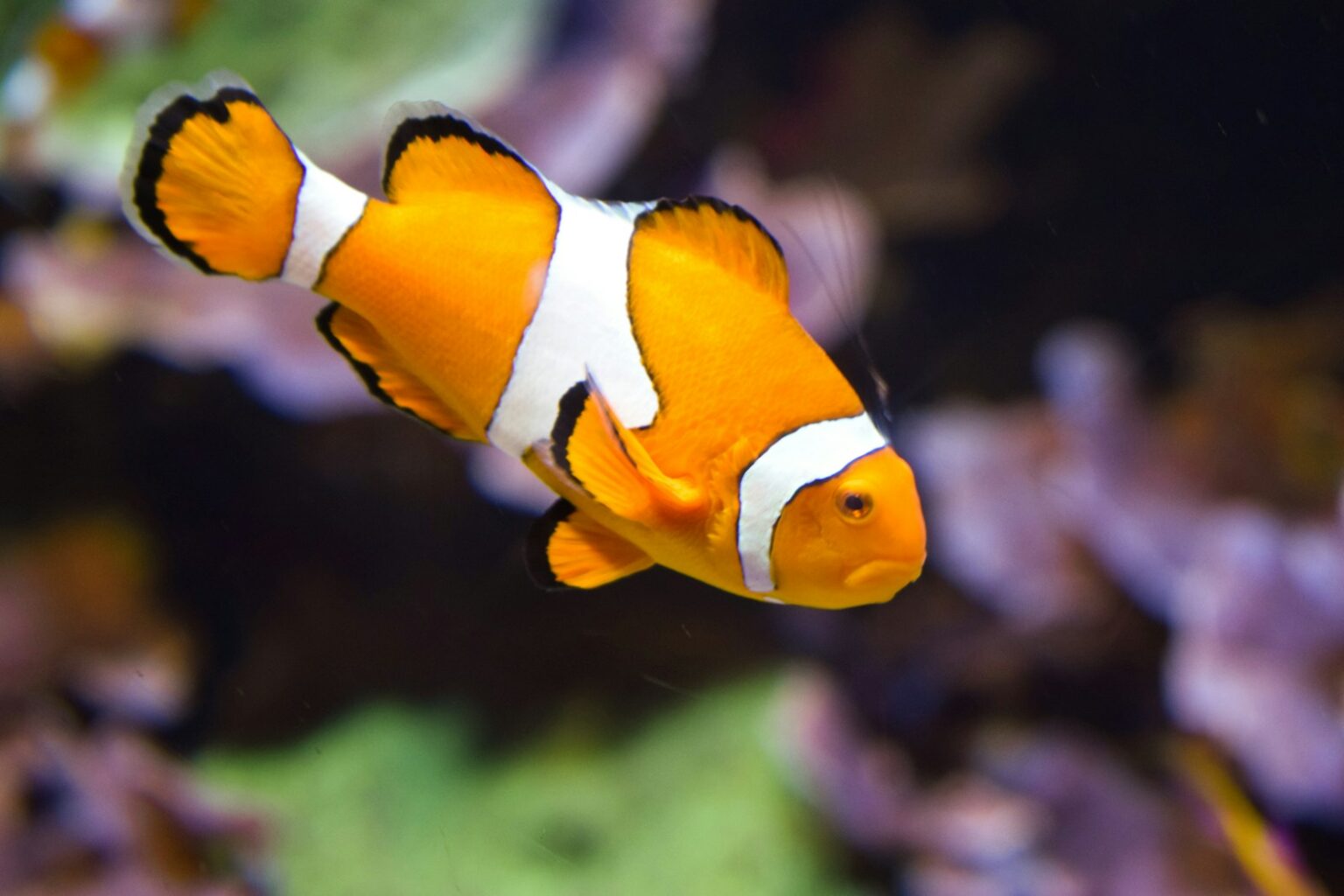 [STM]– Hermaphroditism in nature